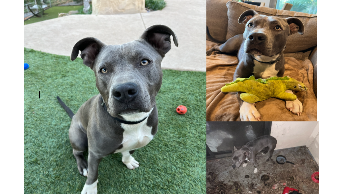 Fundraiser by Chelsea Dunleavy : A Lifeline for Layla - Fundraising for ...