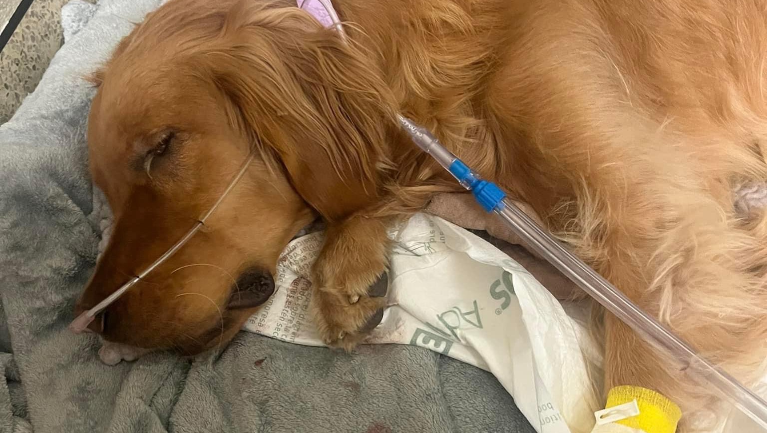 Fundraiser for Elizabeth Hamm by Jordan Heng : Marshall’s Vet Bills