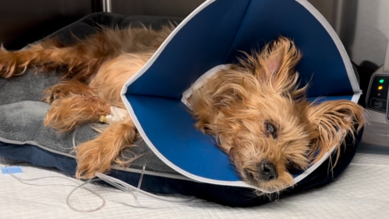 Fundraiser by AMA Animal Rescue : Sammy was rushed to emergency with ...