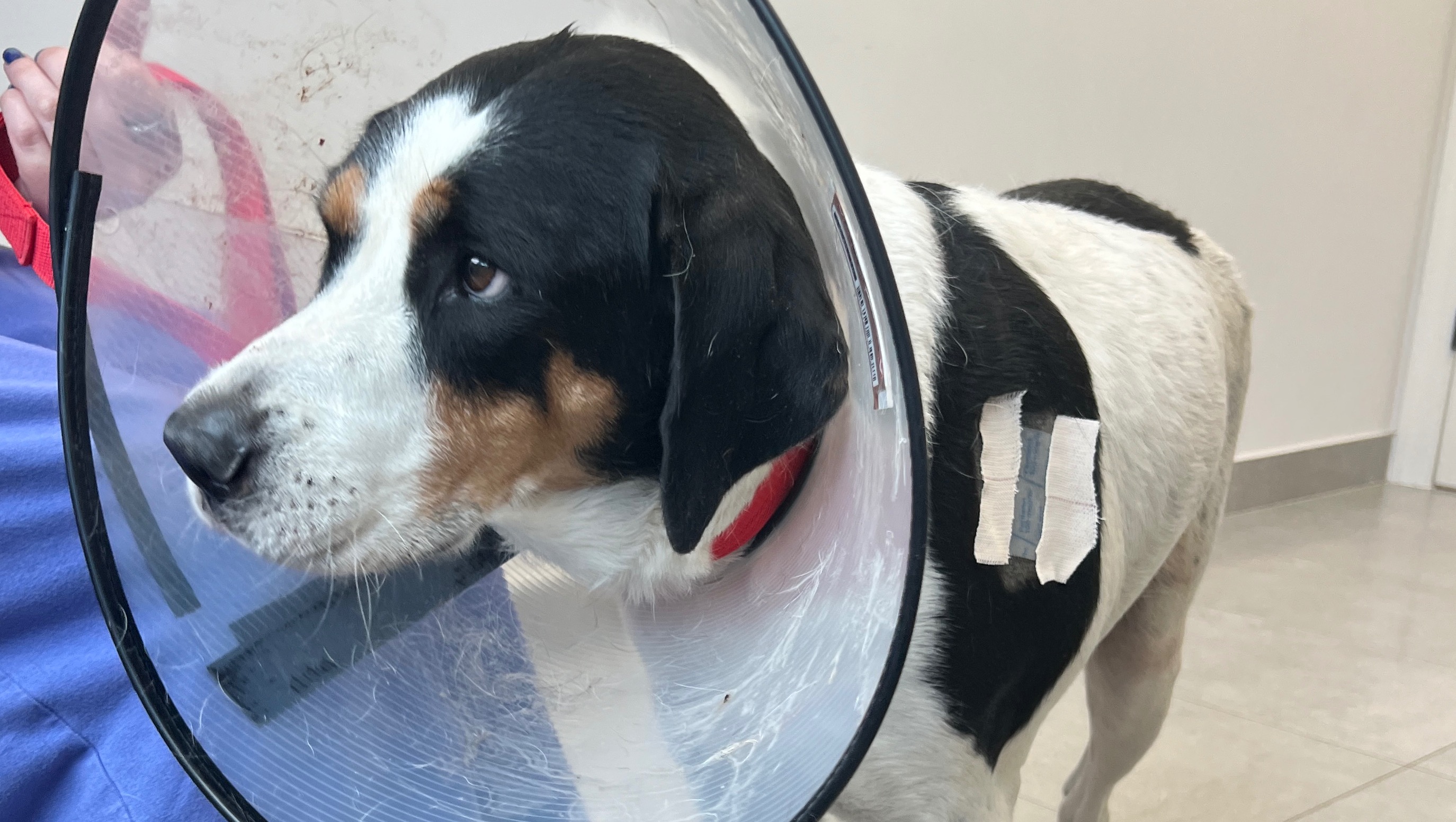 Fundraiser for Honey Blythe Limehouse by Sara Limehouse : Draco’s ...