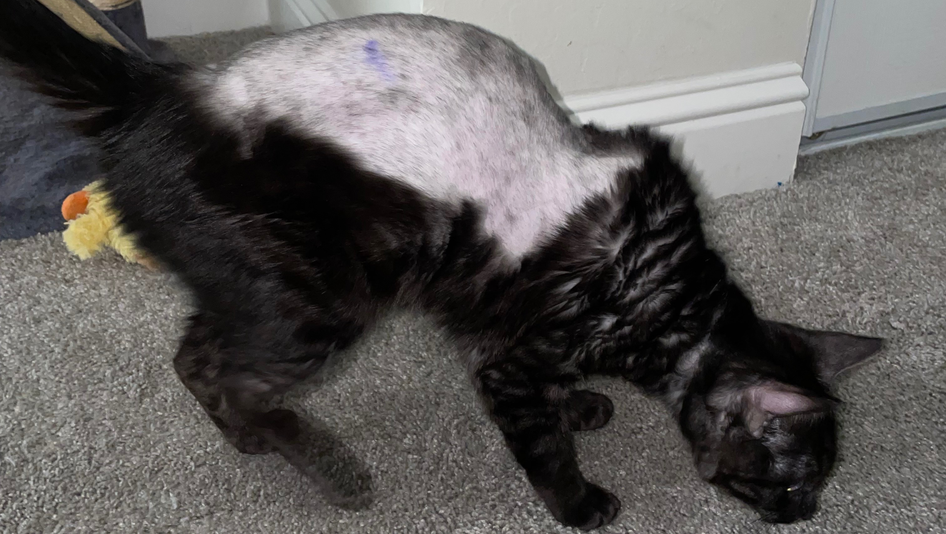 Fundraiser by Brynn Ryan : Medication for Abu’s Feline Infectious ...