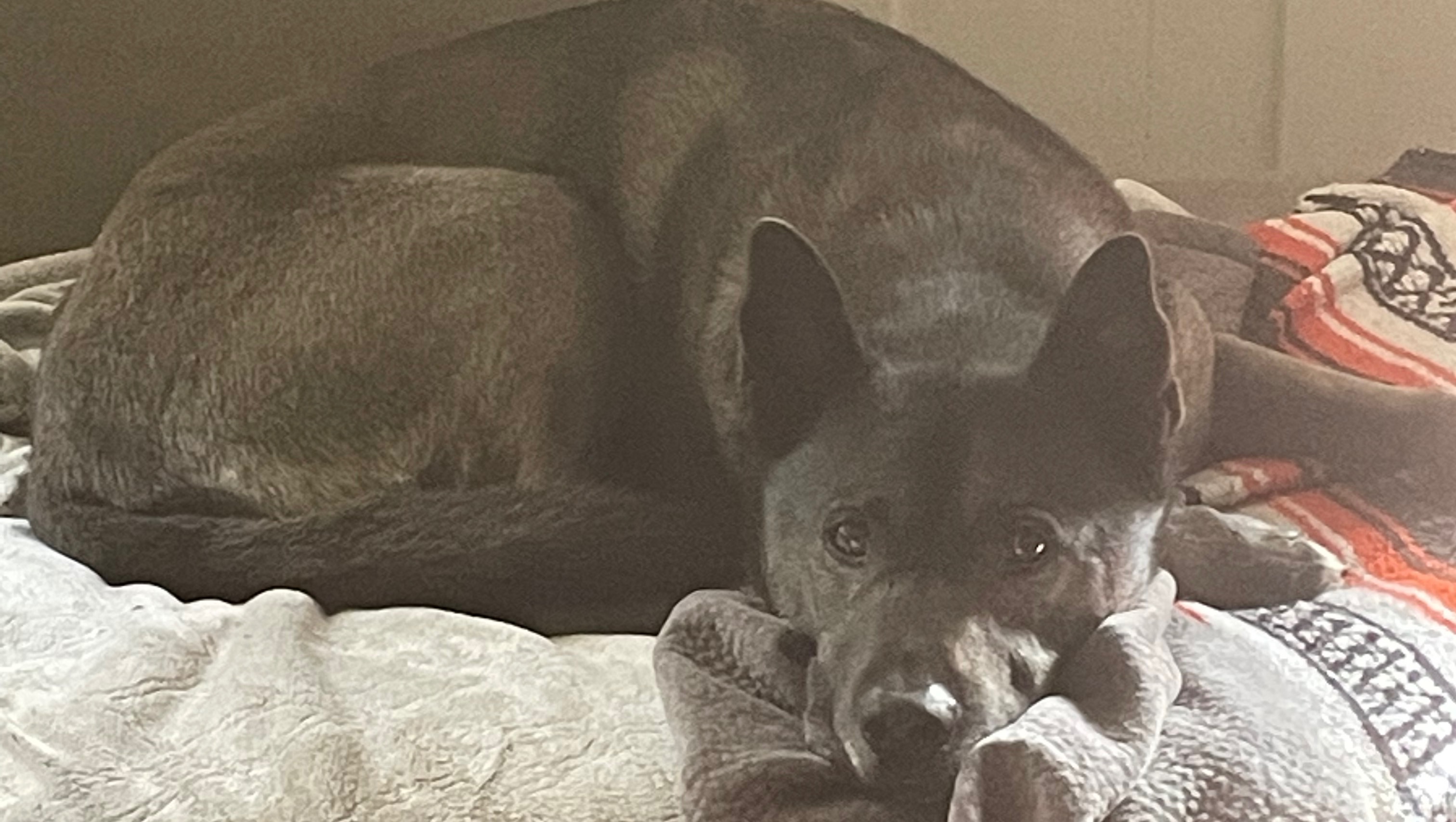 Fundraiser for Susan Isham by Emily Isham : Help Peter Pan