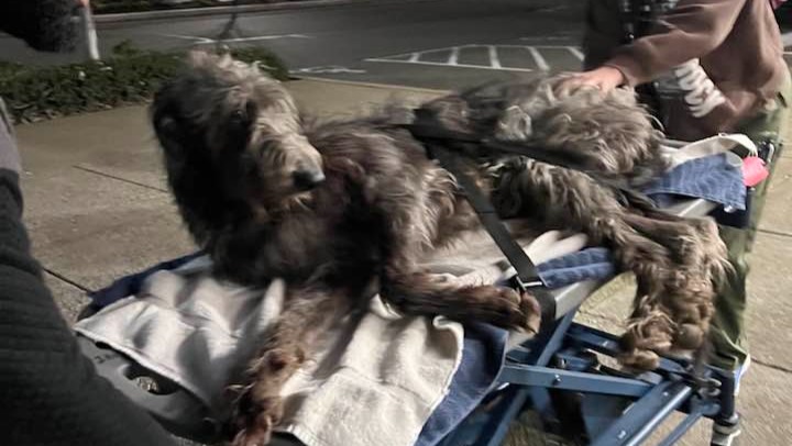 Fundraiser for Gina- Alan Baird by Gael Johnson : Please help Oban!!!