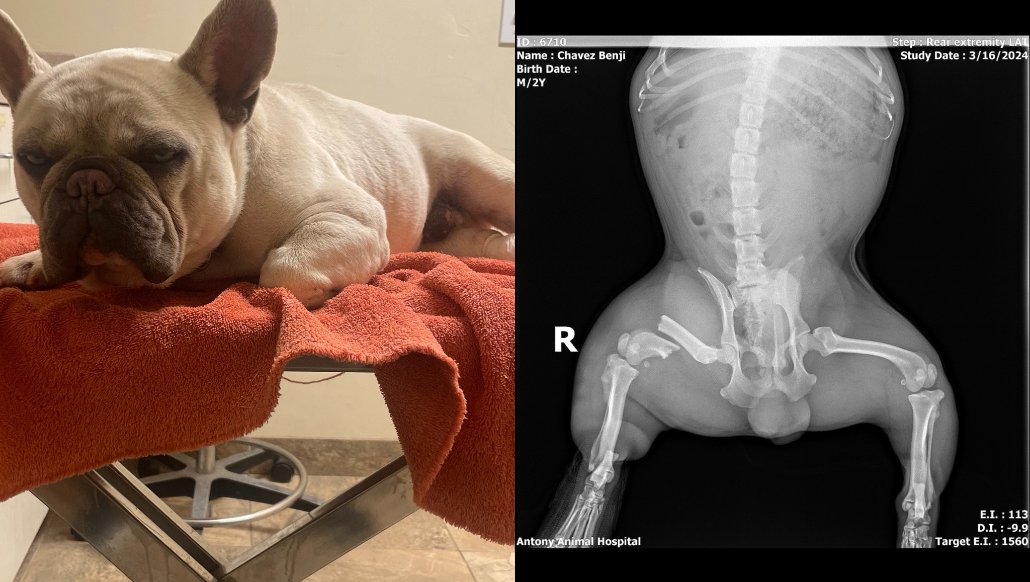 Fundraiser by Alejandro Chavez : Donate to help benji emergency surgery