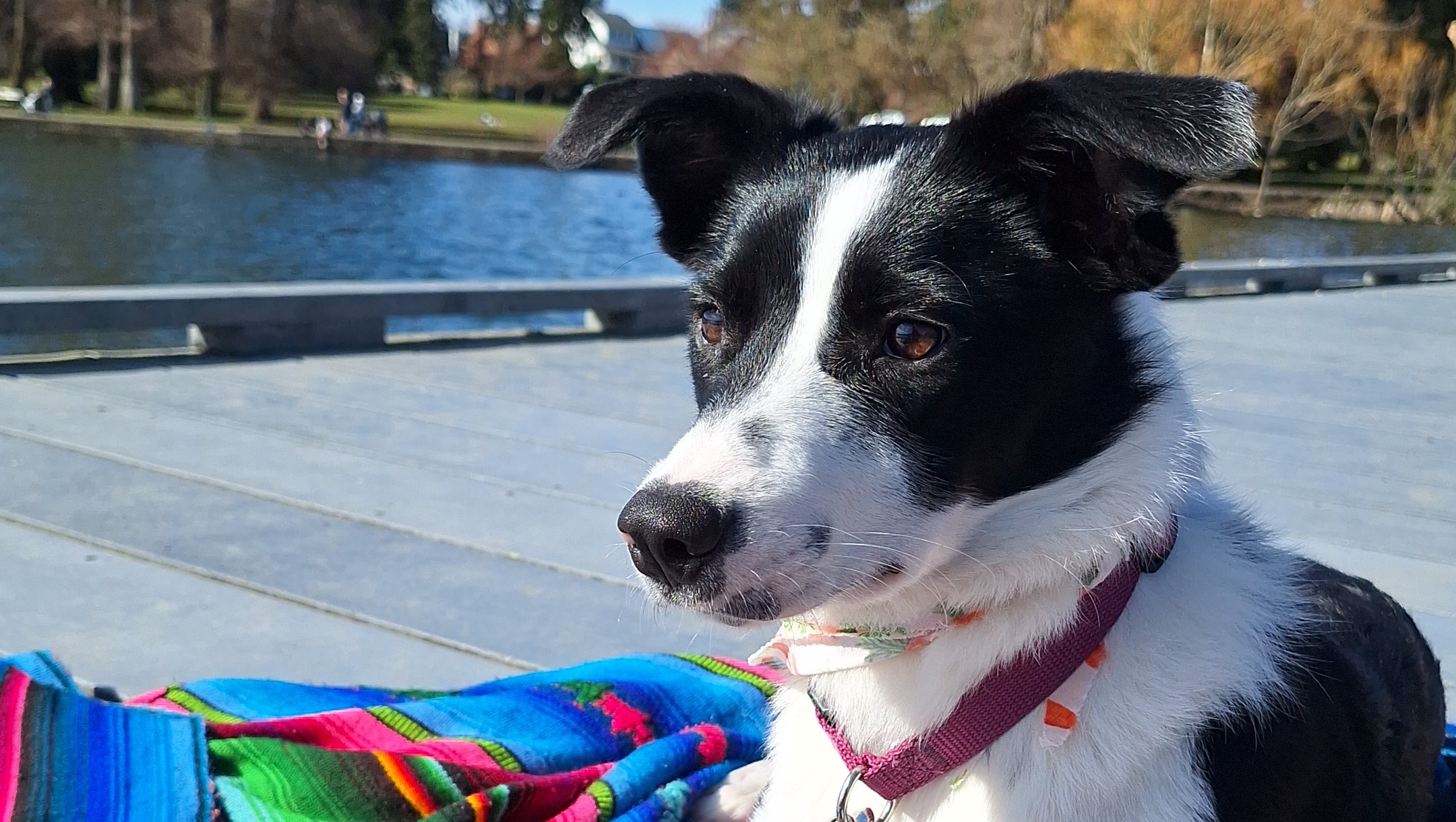 Fundraiser by Alaina Owens : Mora's emergency medical fund