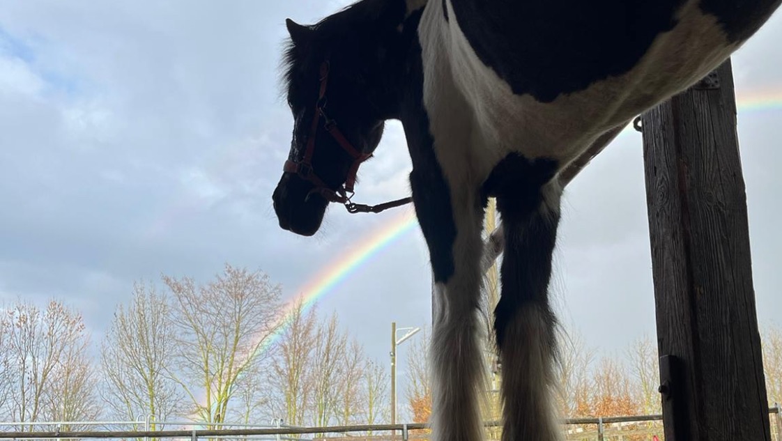 Fundraiser by Christine Freund : Hetja - Ein Pony geht über den Regenbogen