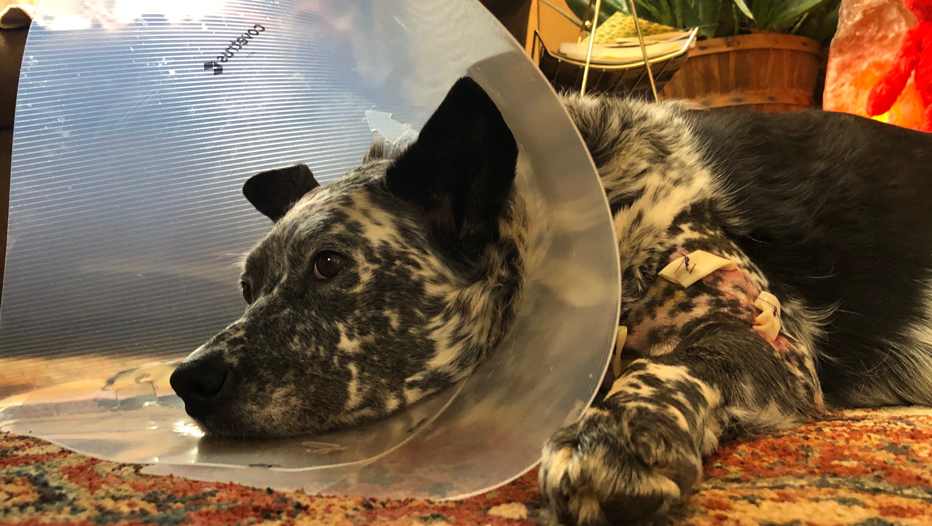 Fundraiser by Lisa Barr : Tesla’s surgery fundraiser