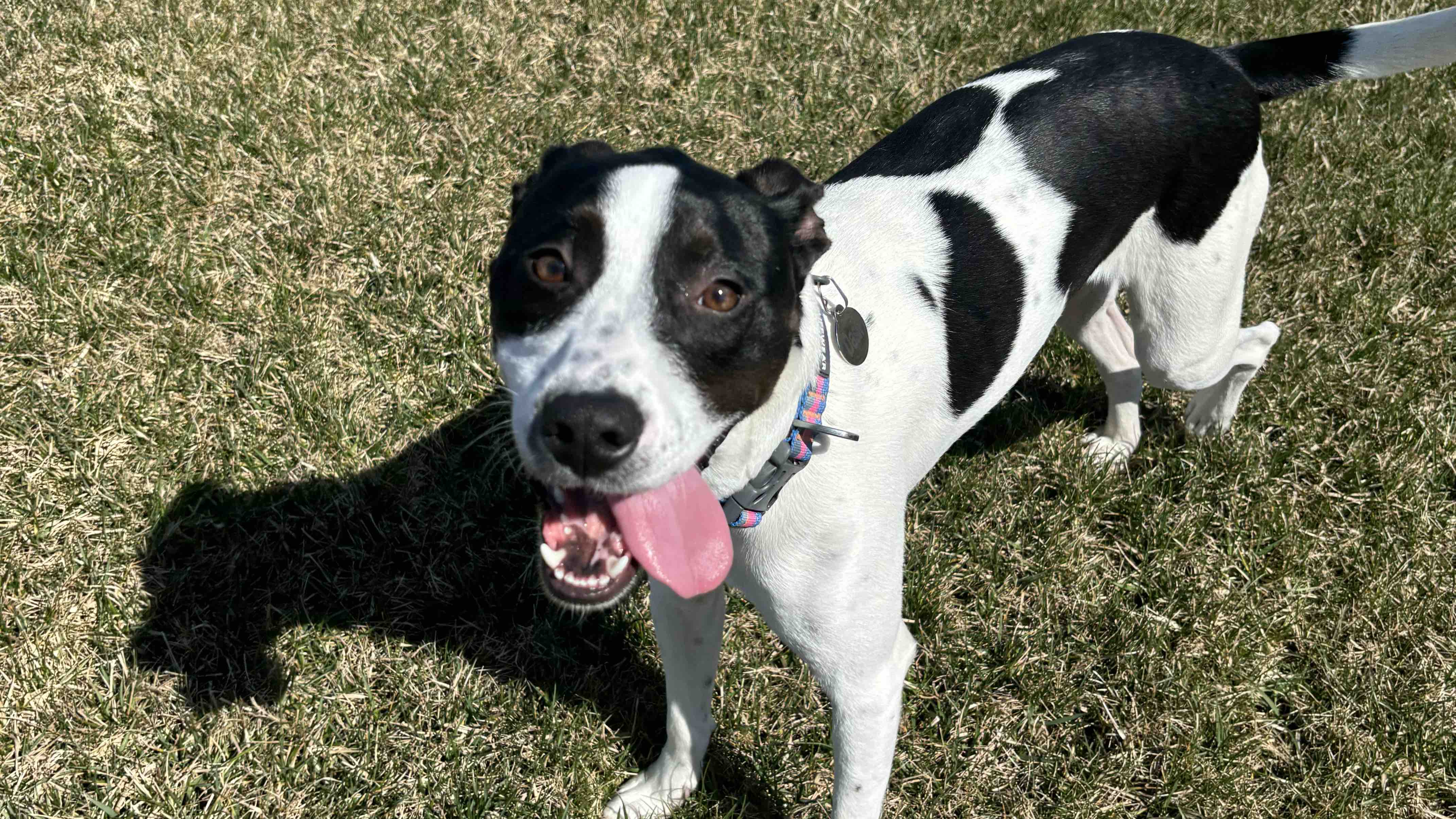 Fundraiser by Jessica Tyler : Help dash get his much needed knee surgery