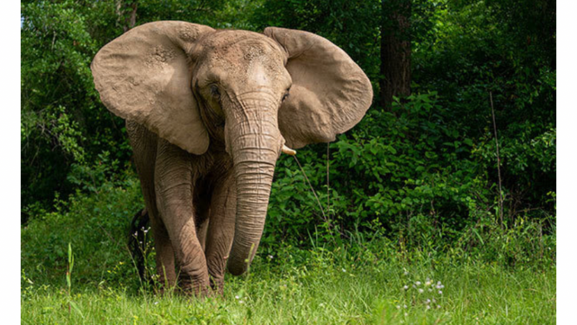 Fundraiser by Keeley Webb : Help animals facing cruelty