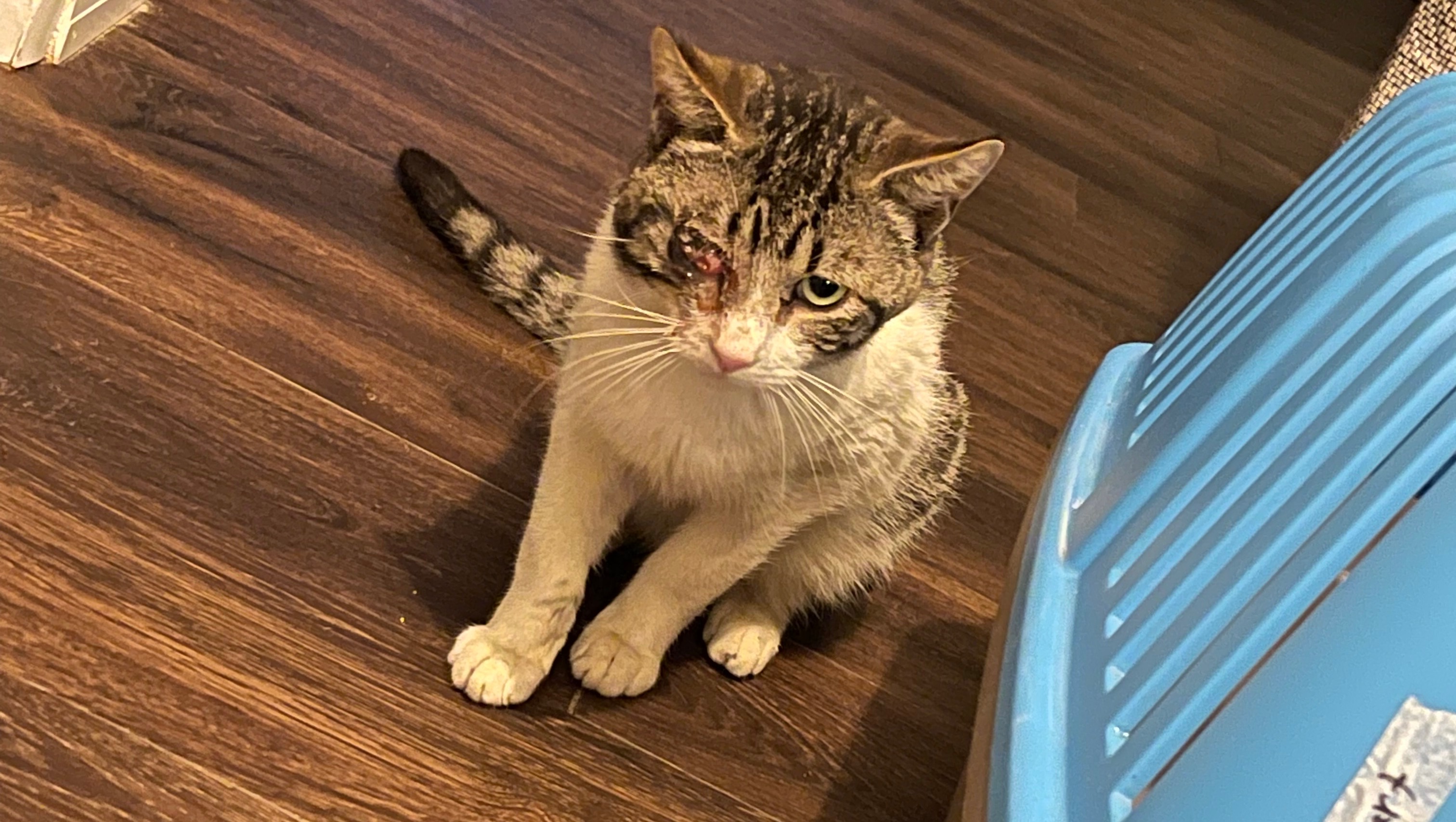 Fundraiser by Newberry Animal : Marty Feldman Eye Surgery Fund