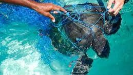 Fundraiser by Francesca Migliore : Volunteering at a Sea Turtle ...