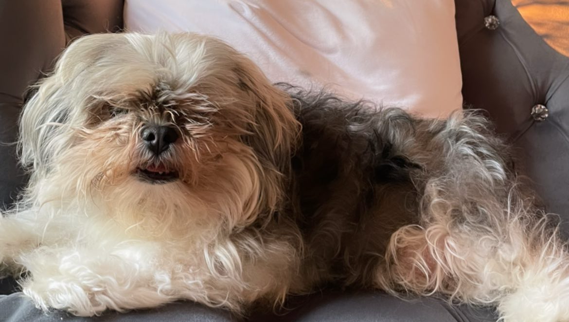 Fundraiser by Michell Rosa : Help lily get her tumors removed