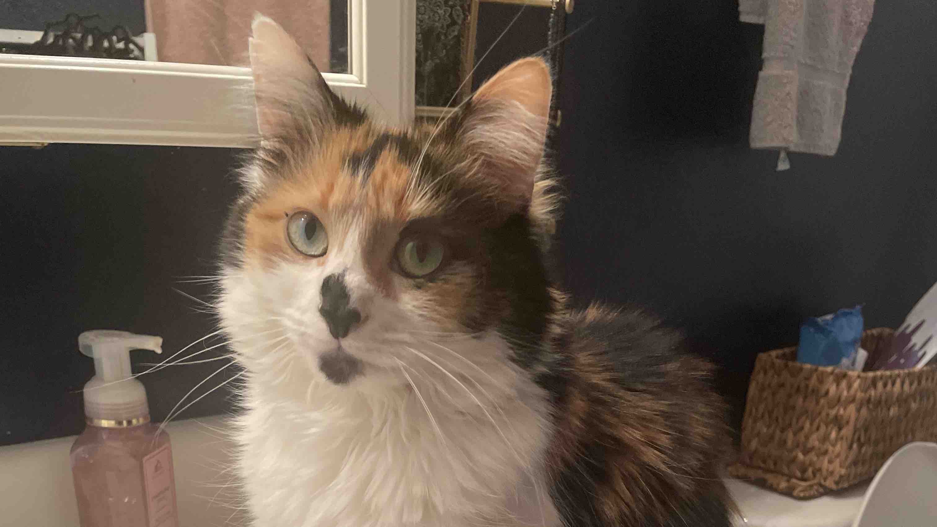 Fundraiser by morgan walthers : 3 Year old Cali, fighting to go home.