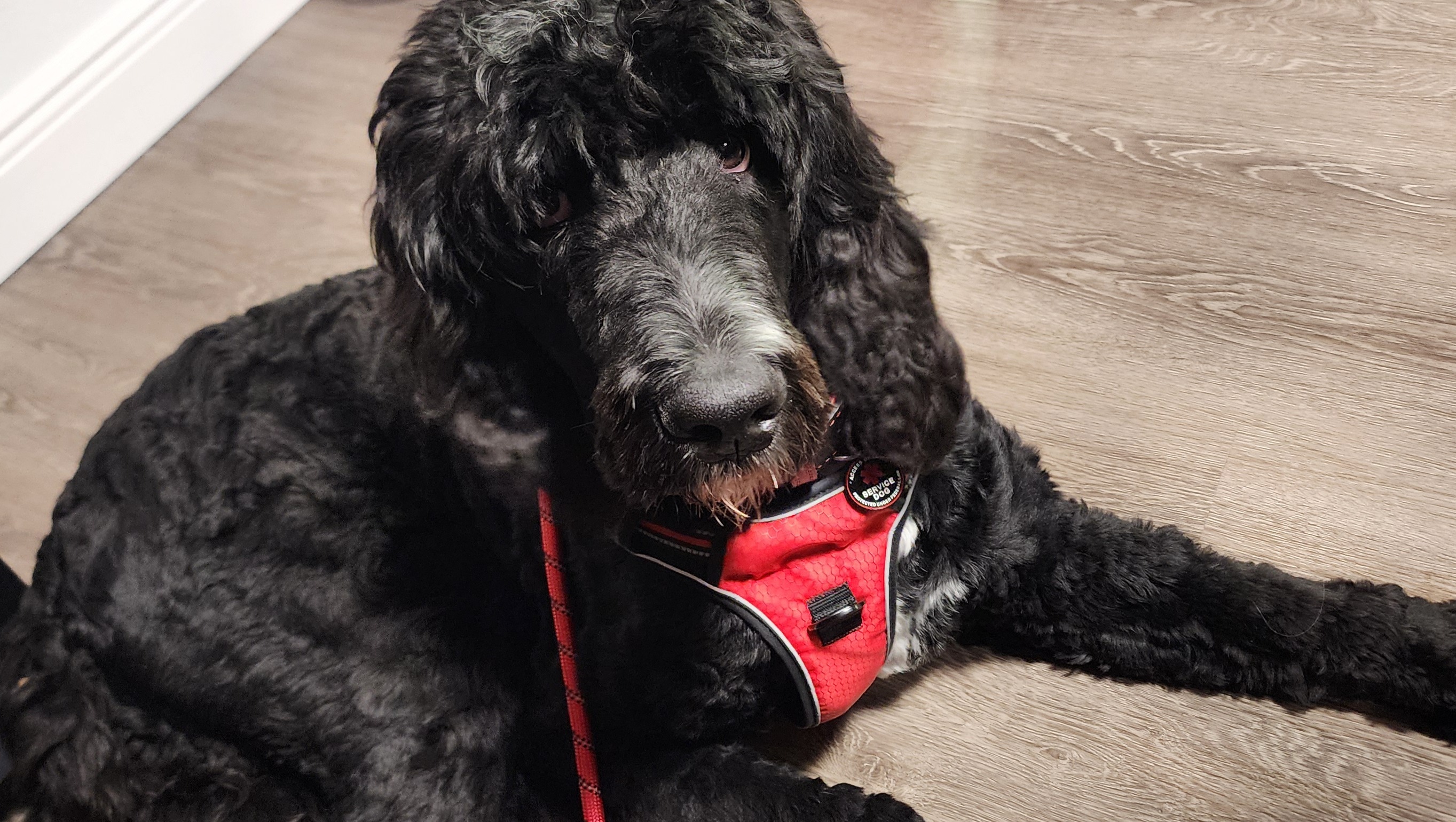 Fundraiser for Angelica Carlozzi by Olivia Veri : Help Anakin become a ...