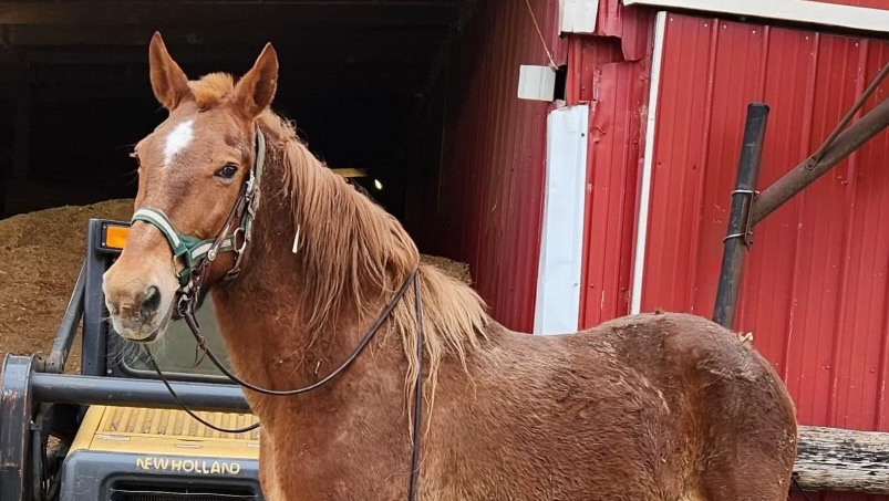 Fundraiser by Lillianna Joseph : Miracle needed for Belgian x Saddlbred mare