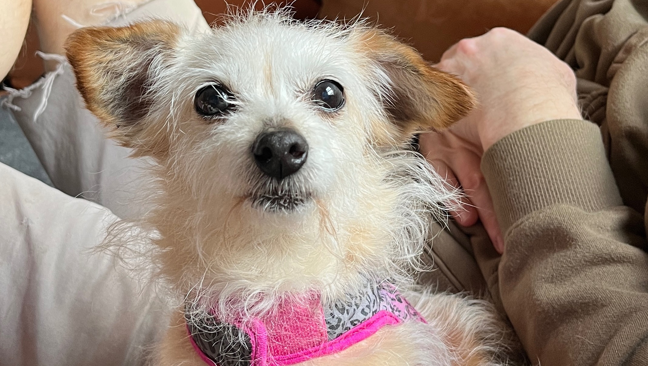 Fundraiser by Sara Brooke : Sadie’s Tumor Removal Surgery