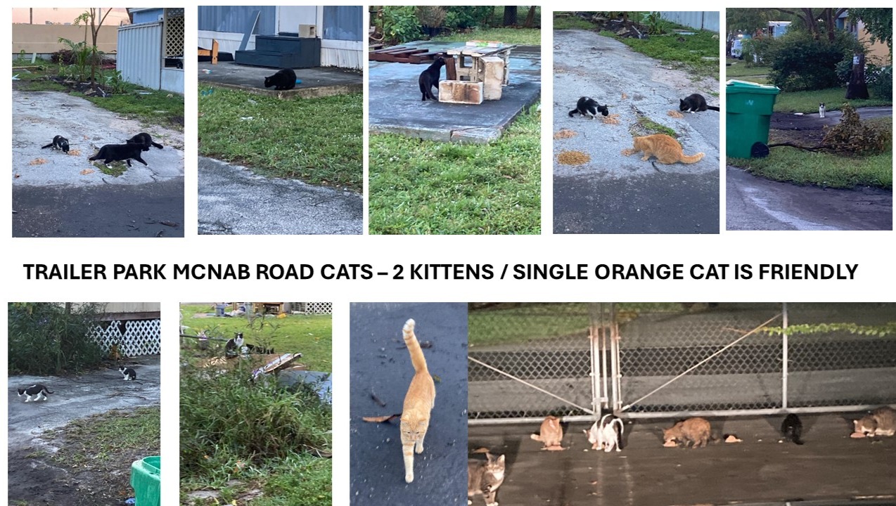 Fundraiser by MARGARET INGRAM : HELP SAVE THE CATS!!