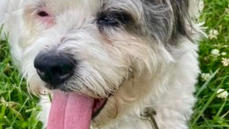 Fundraiser for Tyler Cloherty by Natalie Foreman : Tyler Loves Lucy