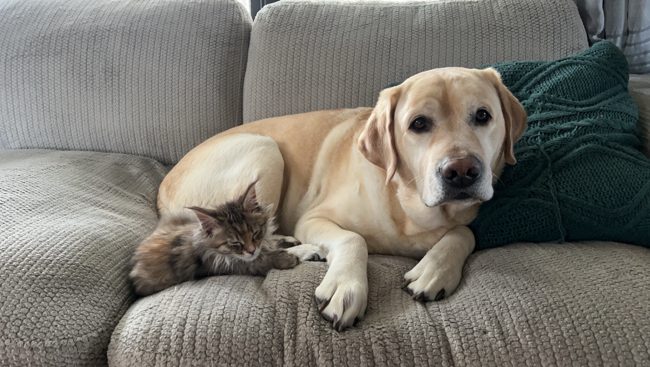 Fundraiser by Hailey Bullock : Boss’ Cancer Removal