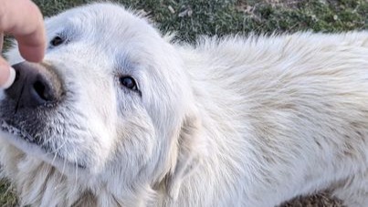 Fundraiser for Toni Townsend by Connie Farrington : Help get 2 rescued ...