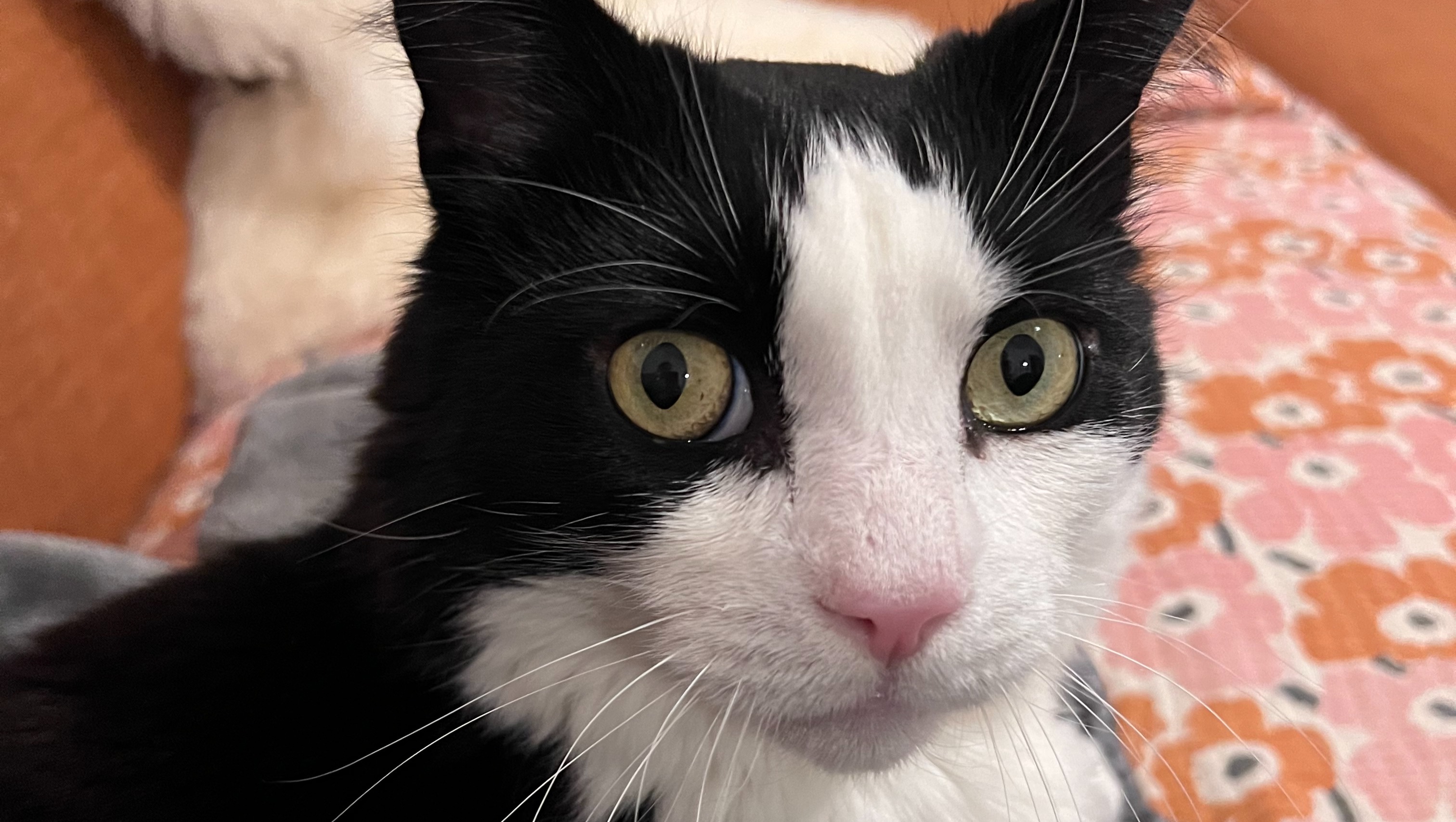 Fundraiser for Annie Conlon by Casey Wortmann : Help with Ollie's ...