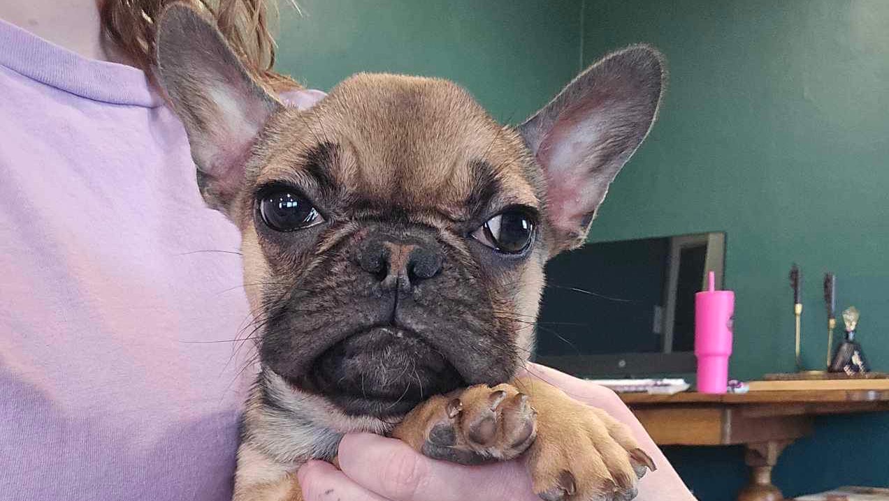 Fundraiser by Jaime Reed : Special needs Frenchie pup