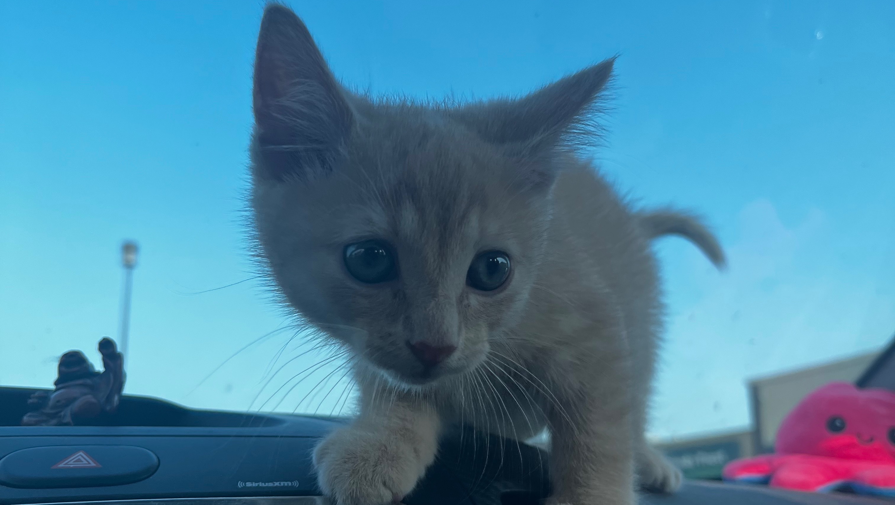 Fundraiser by Chelsea Merrick : Mini Mews Vet Bill