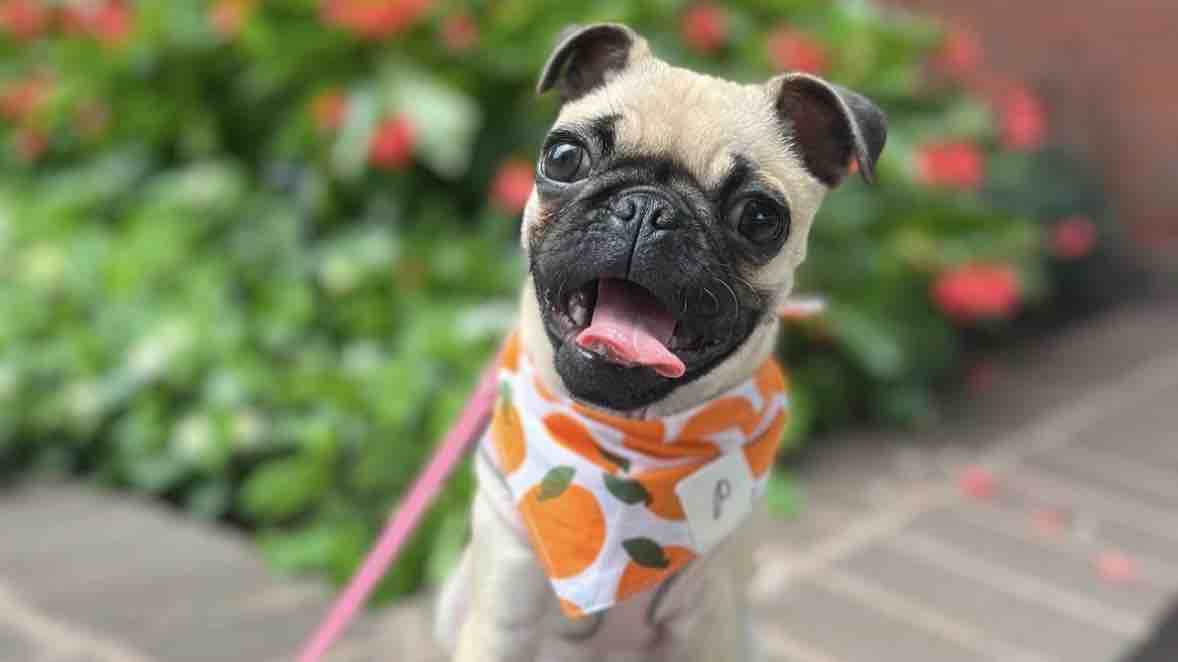 Fundraiser for Max Mook by Max’s Friends : In Memory of Ruby: Support ...