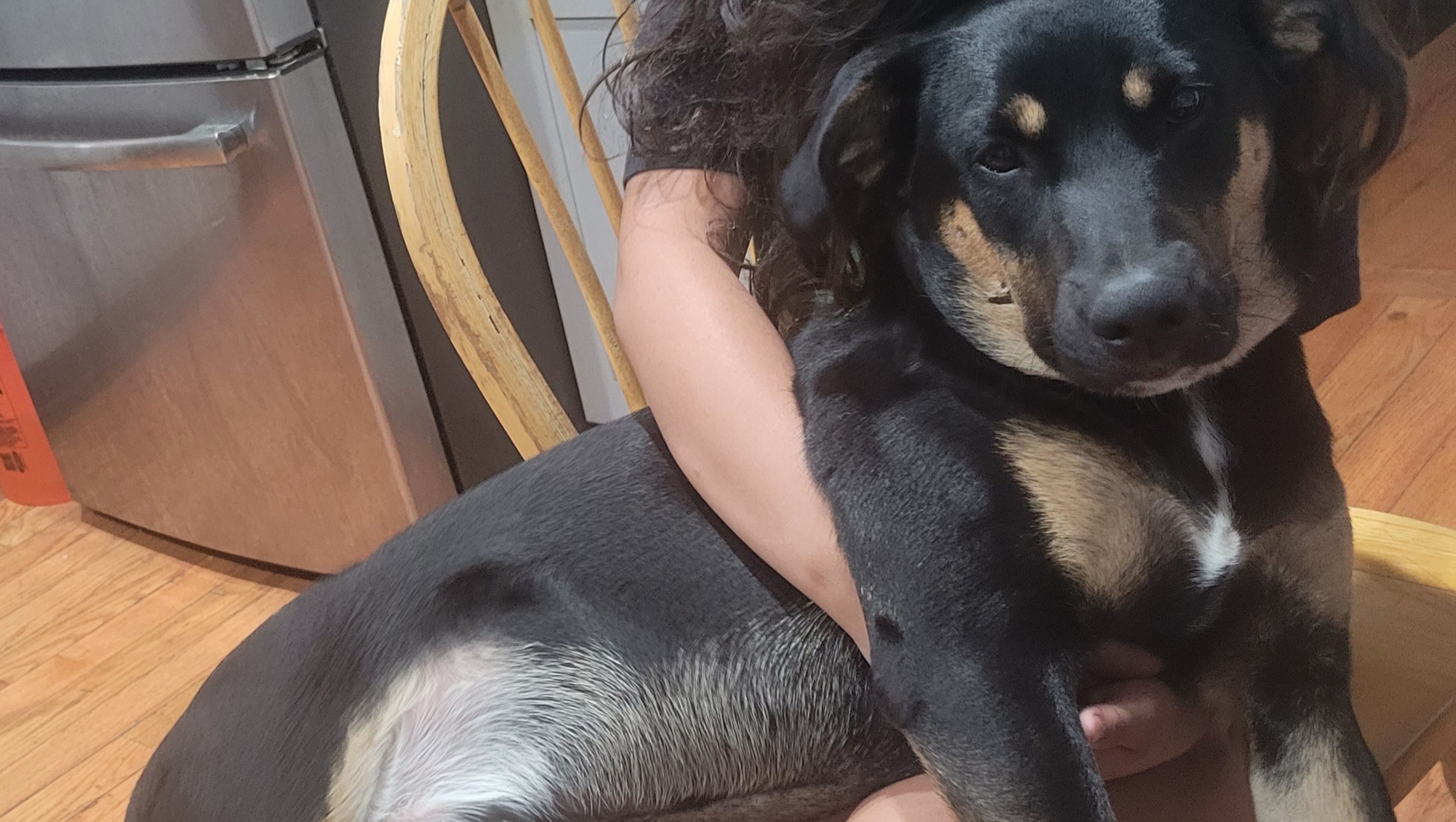 Fundraiser by Linda Tejada : Bear medical bills