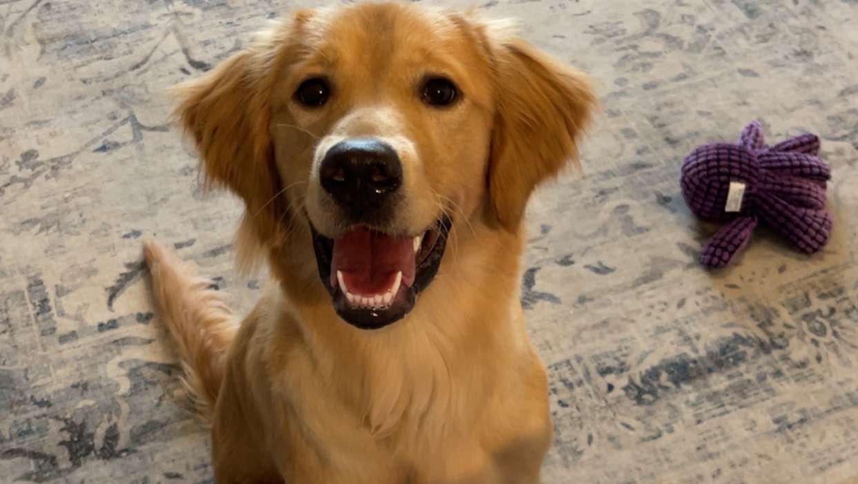 Inzamelingsactie van Shayla Robinson : Emergency Surgery for Maeve