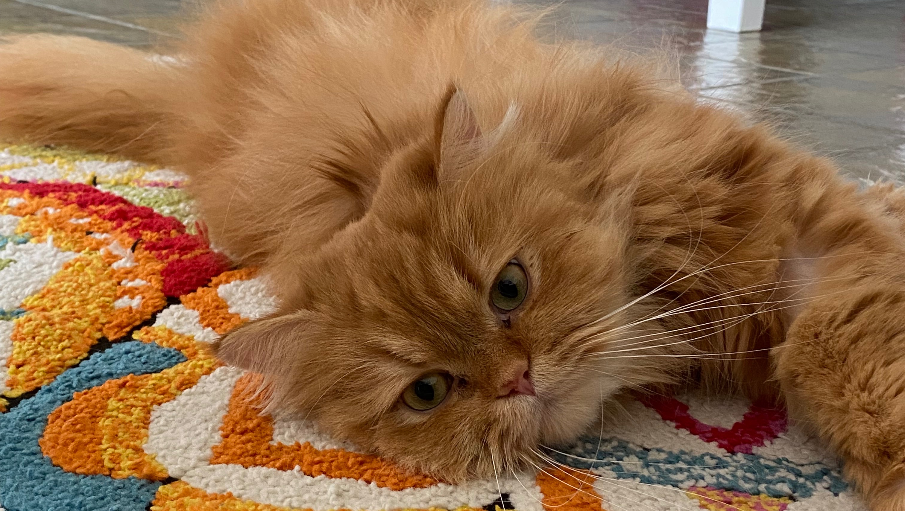 Fundraiser by Jennifer Klemmer : Bitte um Hilfe für unseren Perser ...