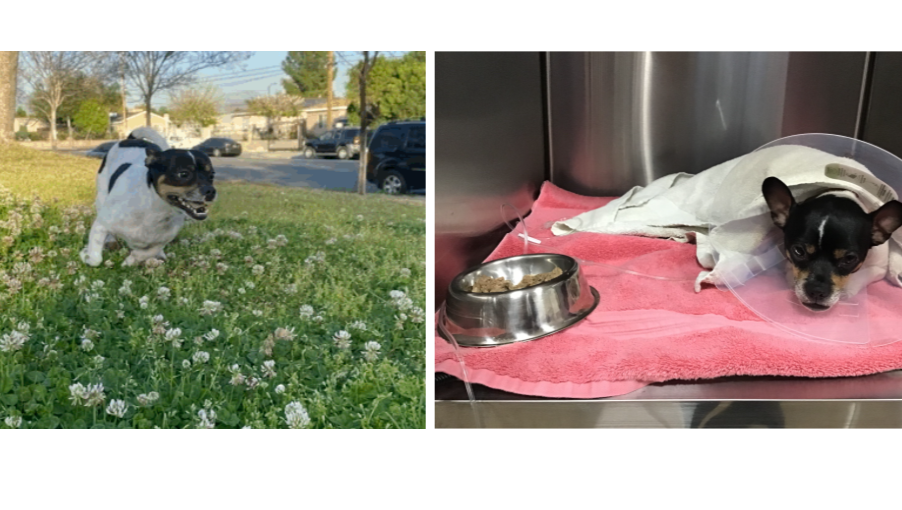 Fundraiser for Penelope Martinez by Sandy Figueroa : Snoopy's Surgery ...