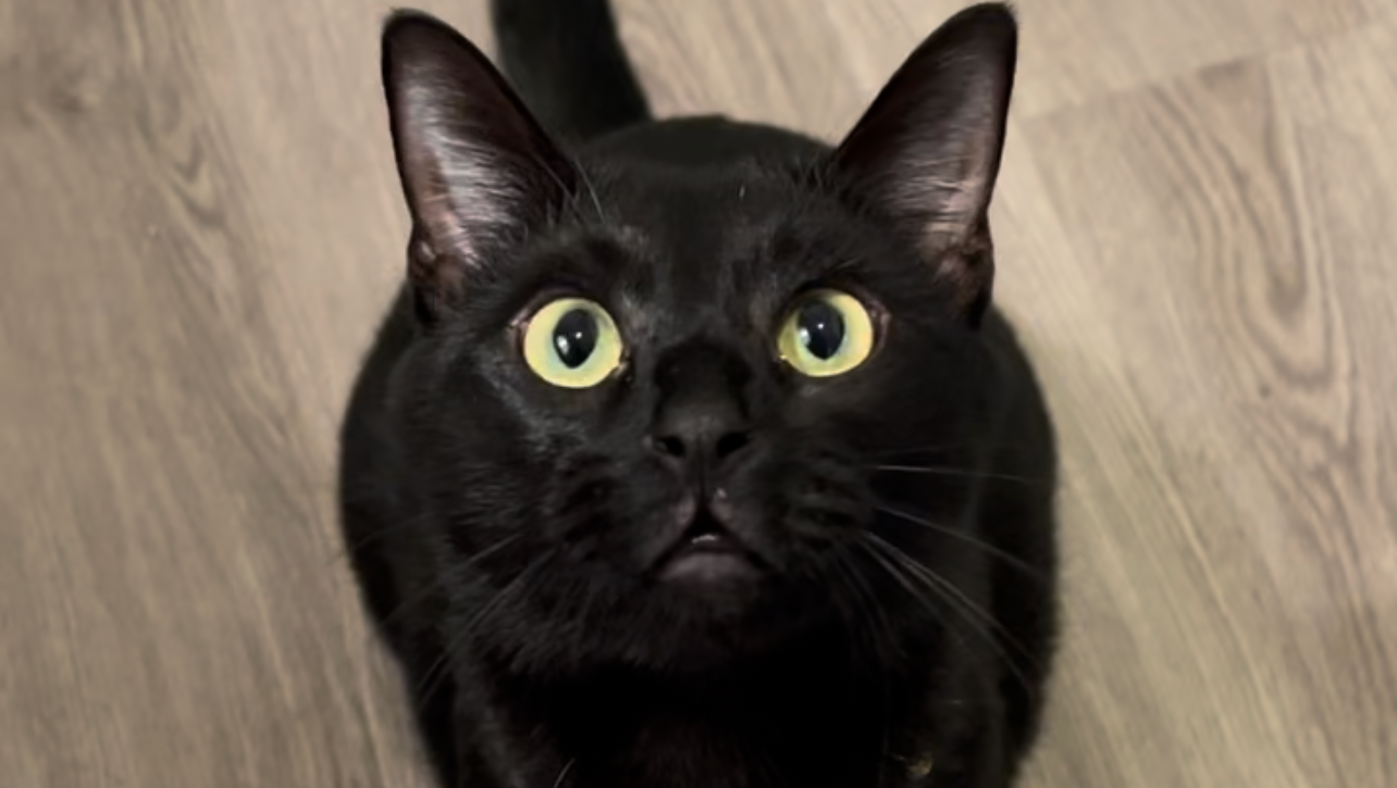 Fundraiser by Kelleigh Walter : Save Buffy the cat