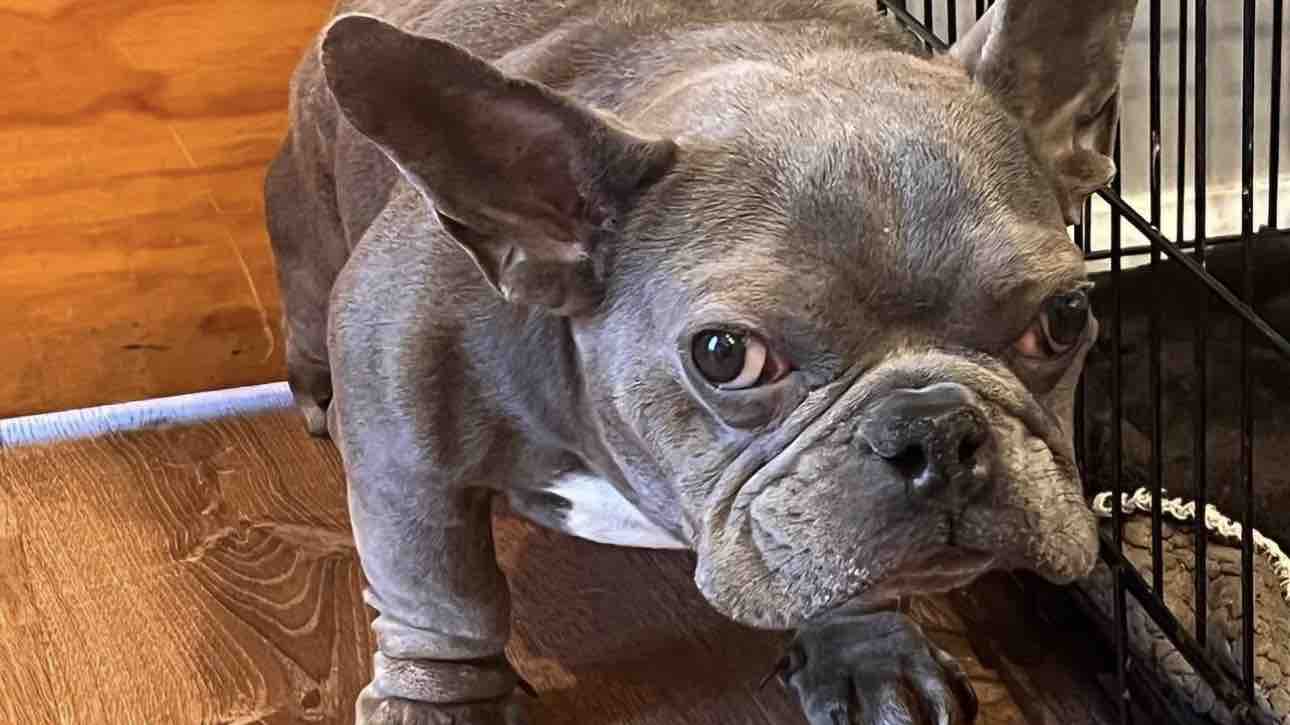 Fundraiser by Jessica Graaf : Jessica's fund for Philly Bully Team