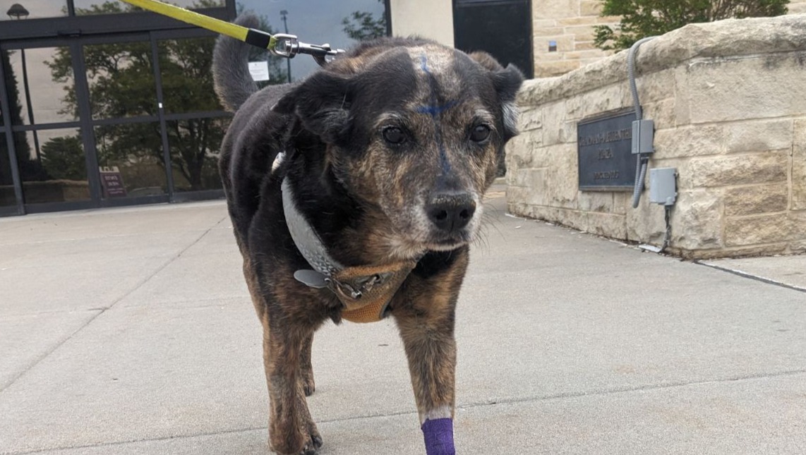 Fundraiser by Sarah Phillips : Roo's Oncology Treatment