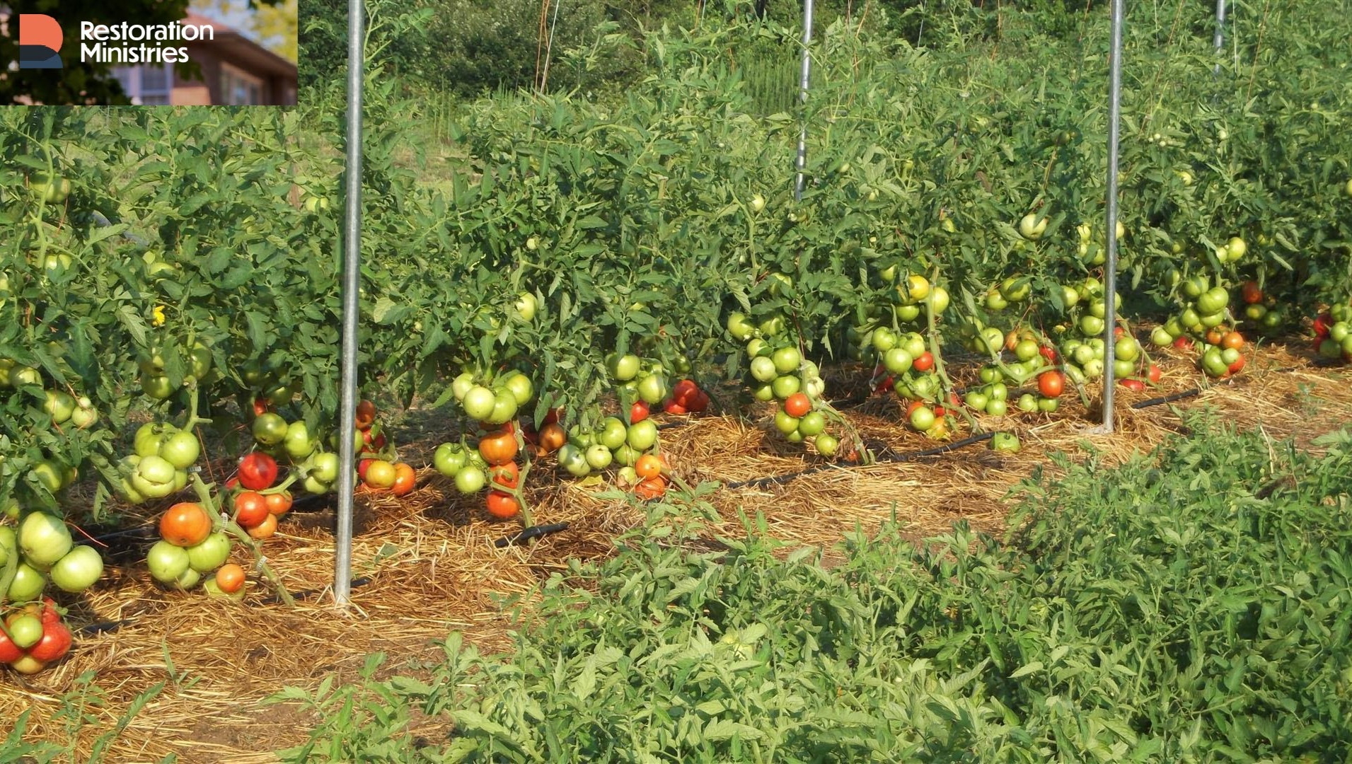 Recaudación de fondos de Jeffrey Duran: Tomato Garden for Restoration ...