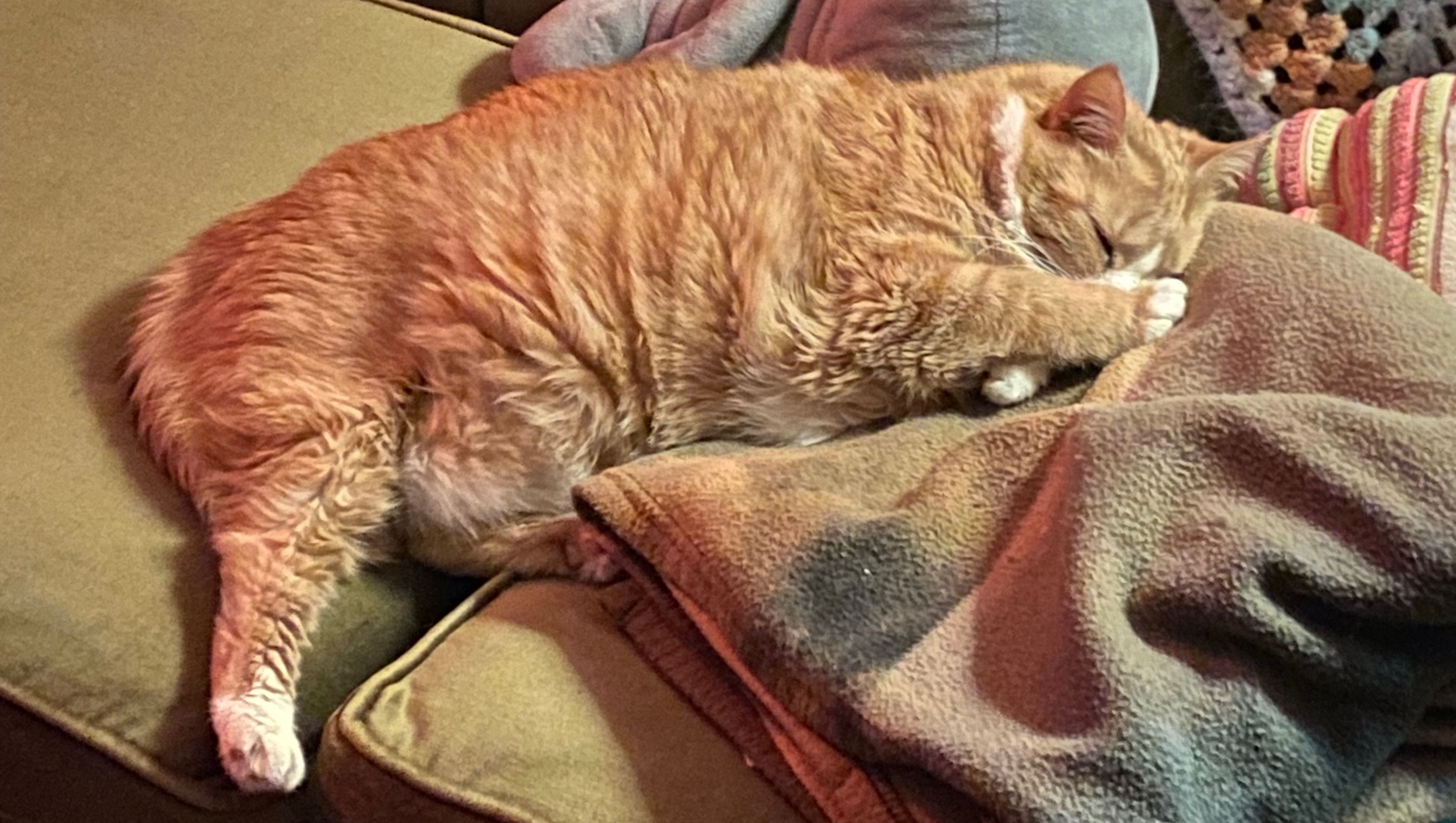 Fundraiser by Piper Atkins : Ginny’s Vet Bills