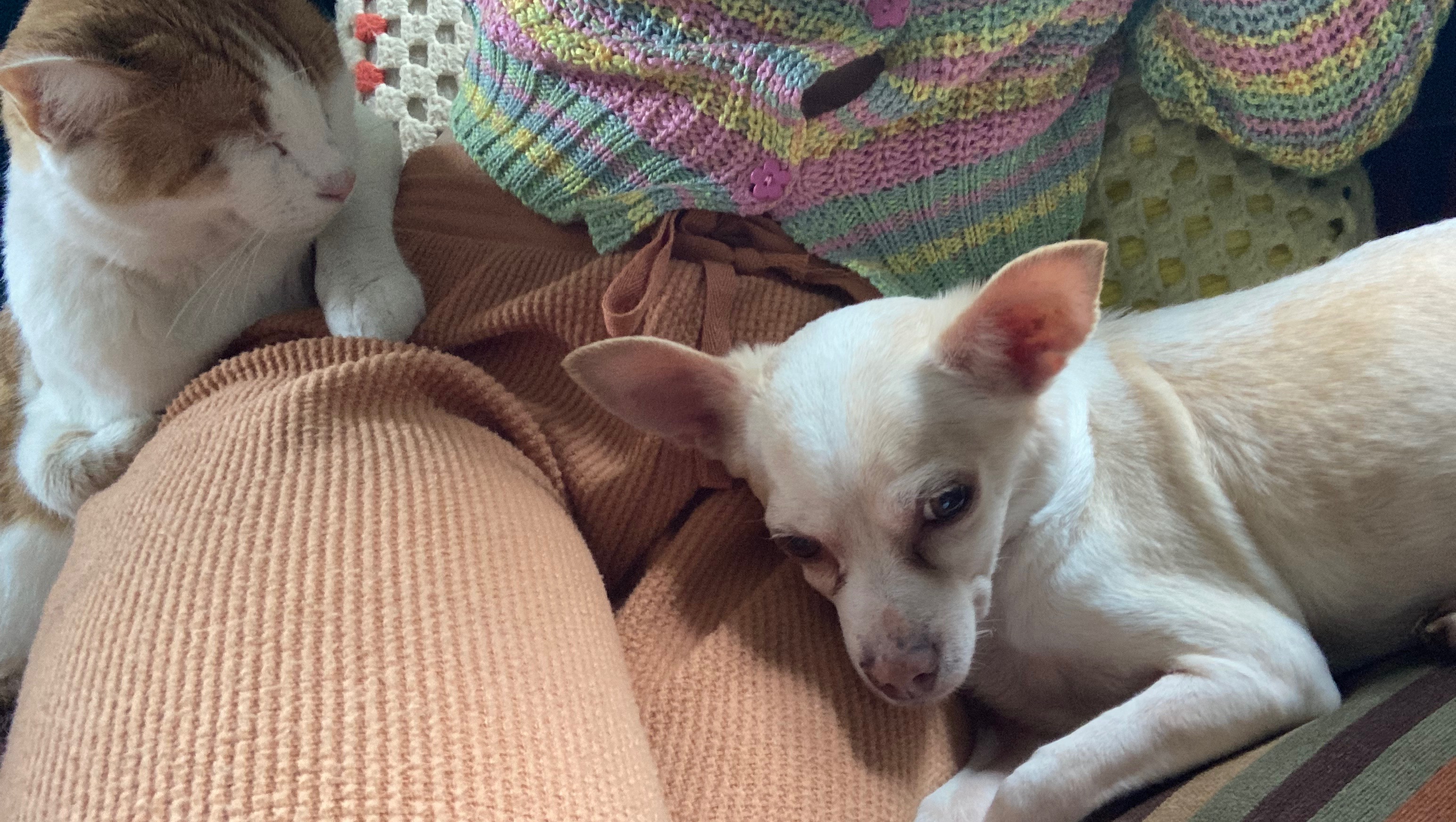 Fundraiser by Louisa Behnke : Help save sweet Zou Zou’s LIFE