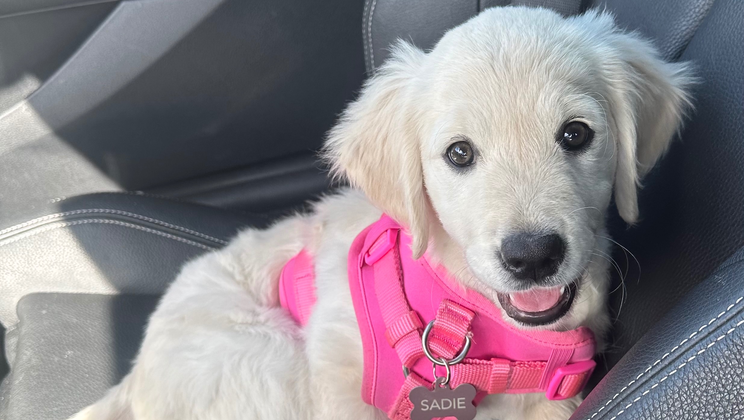 Fundraiser by Cherish Smith : Help Sadie get surgery