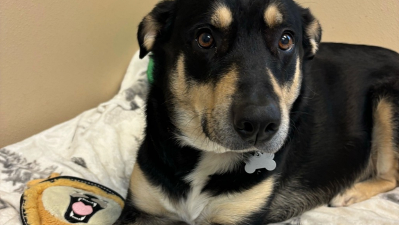 Fundraiser by Joshua Dedomenico : Feeding Homeless PAWS – 453 Team 7 ...