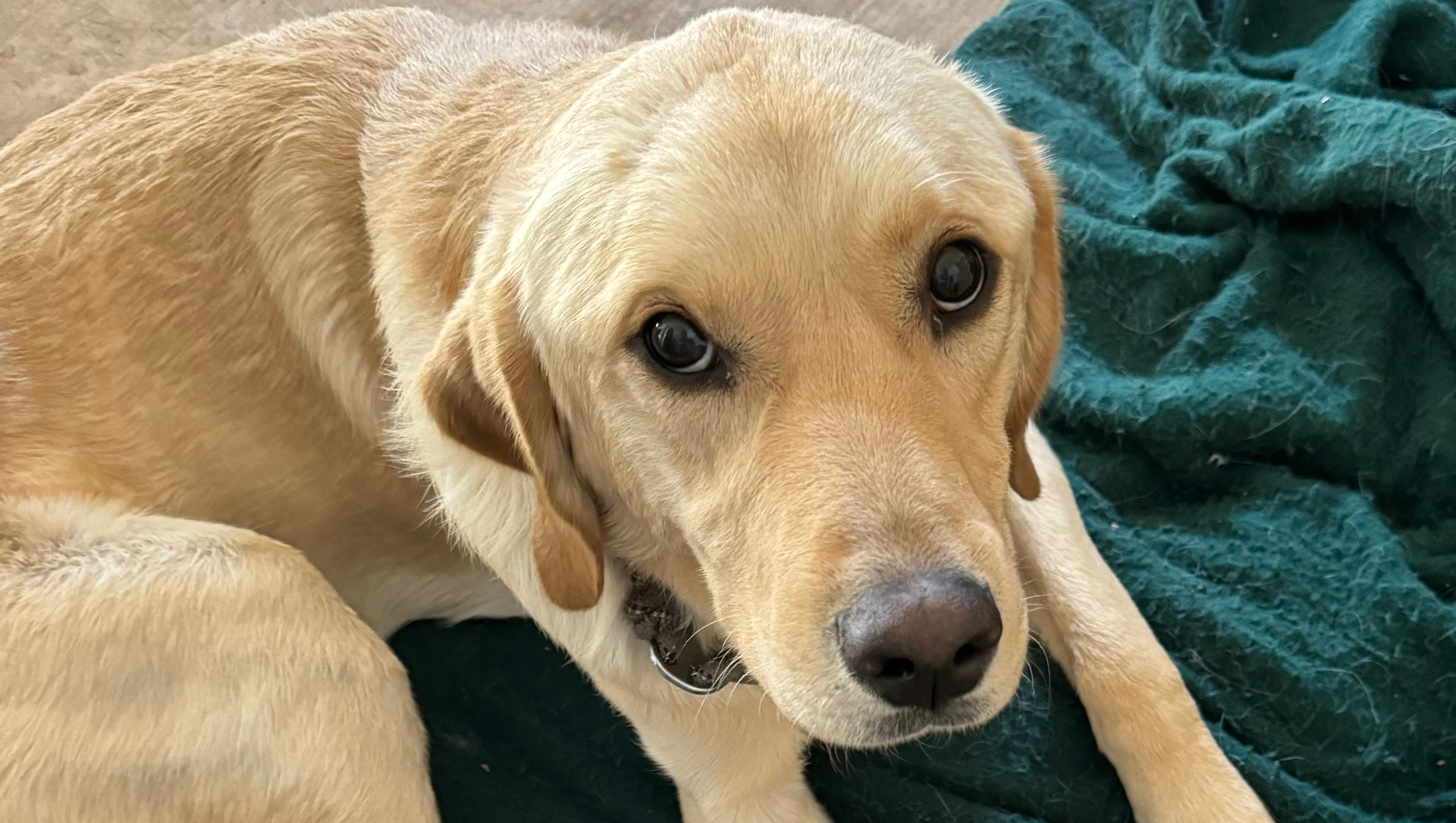 Fundraiser for Ben Moore by Laurel Carter : Help injured stray dog get ...