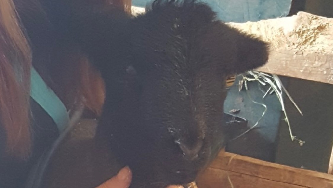 Fundraiser by Heidi Golding : Struggling 4 Week Old Baby Lamb