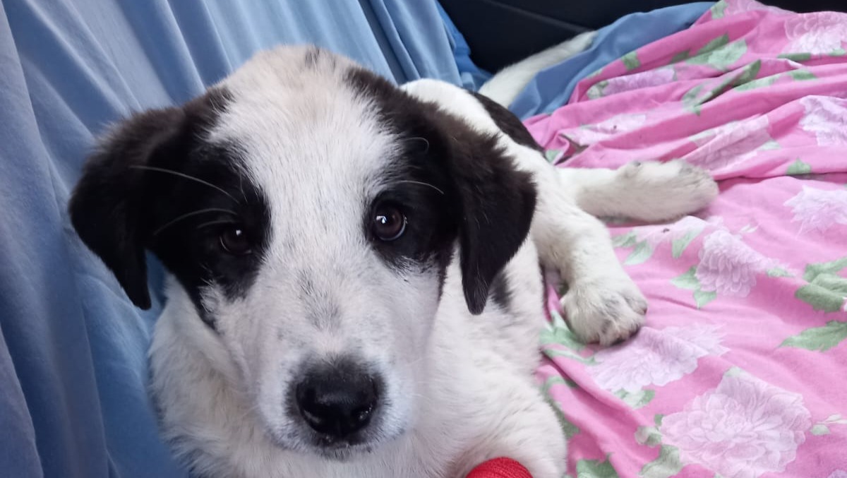 Fundraiser by Mirella Nicola : Operiamo Balu' che soffre!!