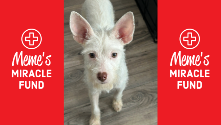 Fundraiser by Alex Savitski : Meme's Miracle Fund: Donate to Help Save ...
