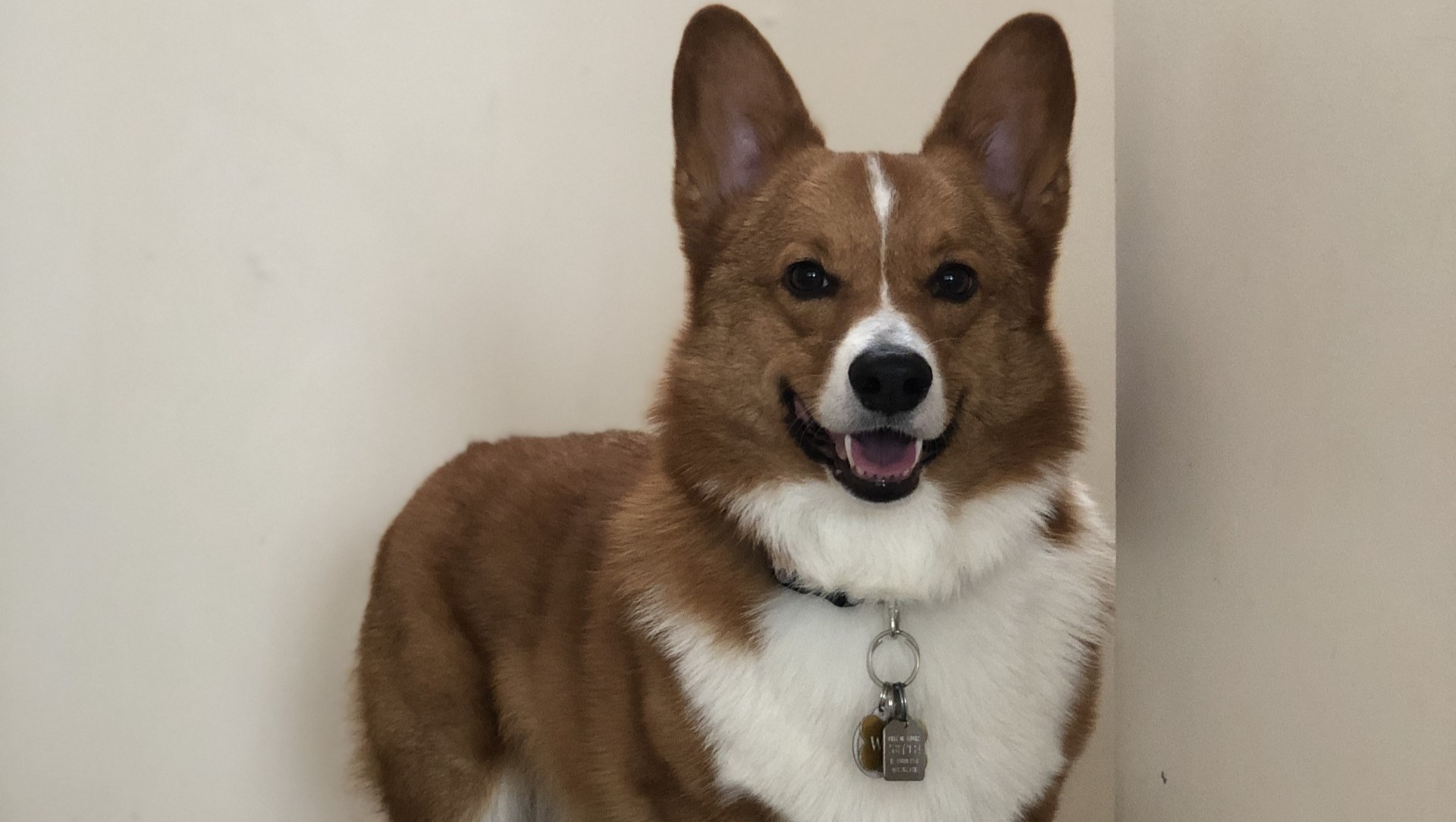 Recaudación de fondos de Jennifer Lam: Help Wally Fight Lymphoma