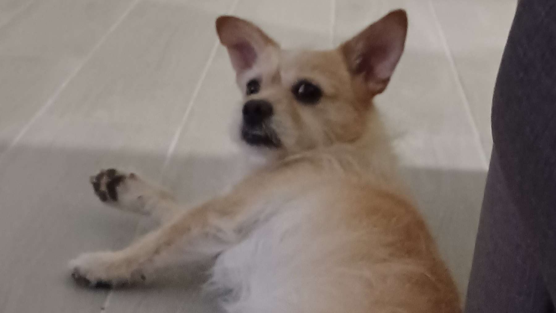 Fundraiser by Eric Rodriguez : SeniMJ