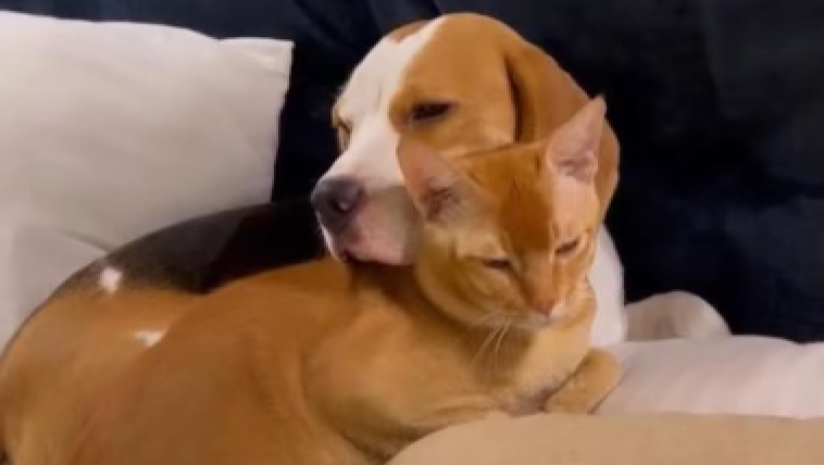 Fundraiser by Redemption Paws : Help This Abandoned Beagle & Cat Duo ...