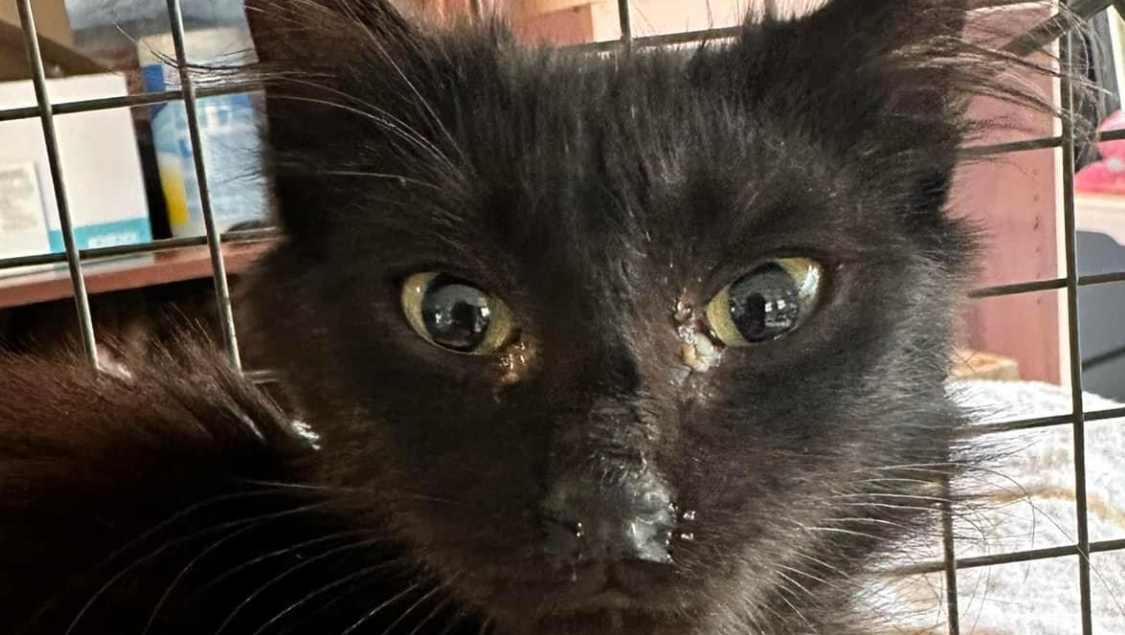 Fundraiser by Sarah Haynes : Help Surf Cat Ranch Save 23 Cats