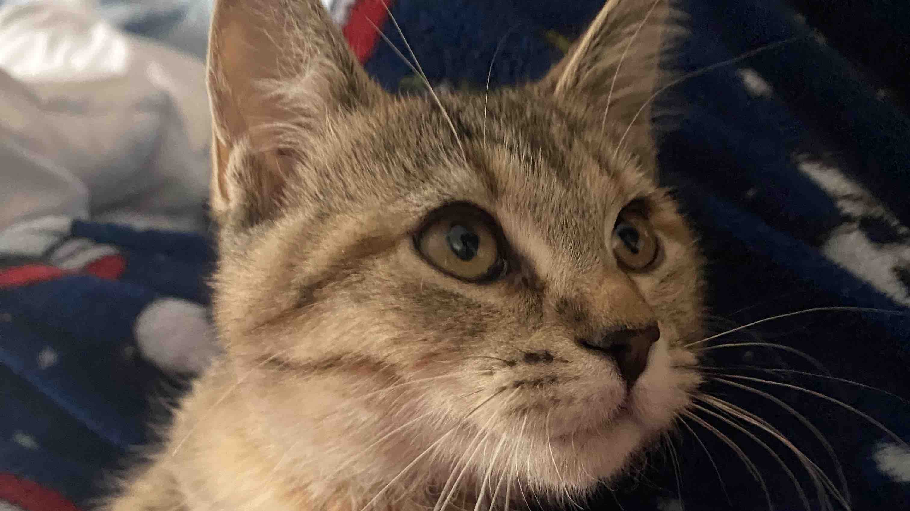 Fundraiser by Evan Mulligan : Nala’s surgery bills