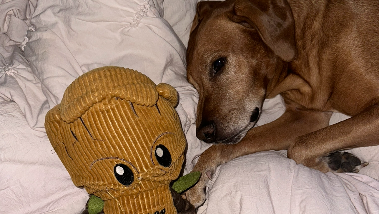 Fundraiser for Devin Johnson by Devin Johnson : Help Mason Come Home